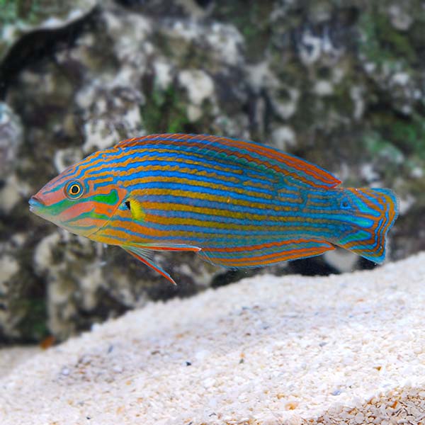 Melanurus Wrasse Halichoeres Melanurus Aquarium Depot Melanurus Wrasse Halichoeres Melanurus Aquarium Depot