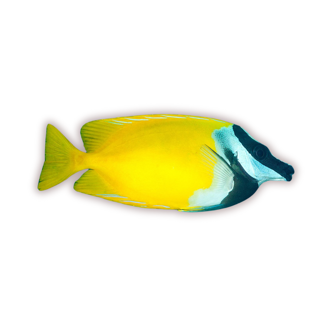 Foxface Rabbitfish - Siganus vulpinus – Aquarium Depot