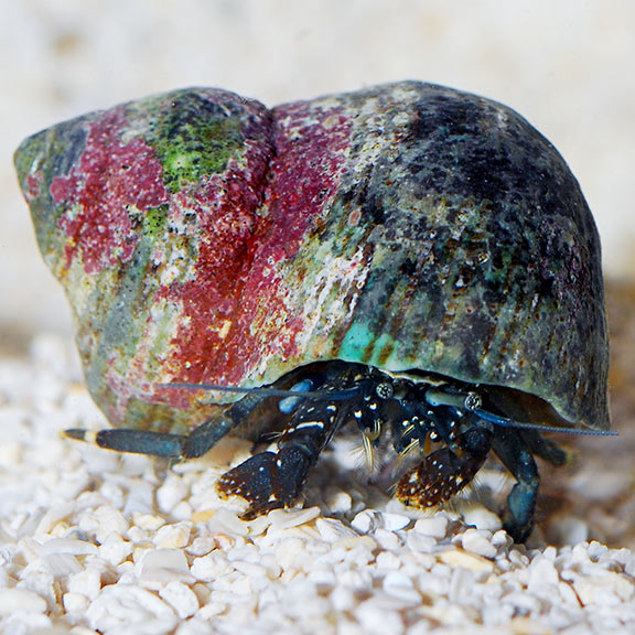 Dwarf Yellow Tip Hermit Crab - Clibanarius sp. – Aquarium Depot