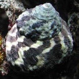Zebra Turbo Snail - Turbo sp. – Aquarium Depot
