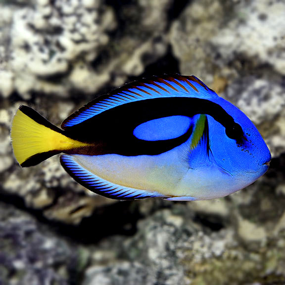 Yellow Belly Regal Blue Tang - Paracanthurus hepatus var. – Aquarium Depot