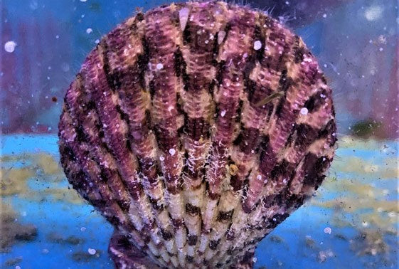 Purple Tiger Scallop - Gloriapallium sp. – Aquarium Depot